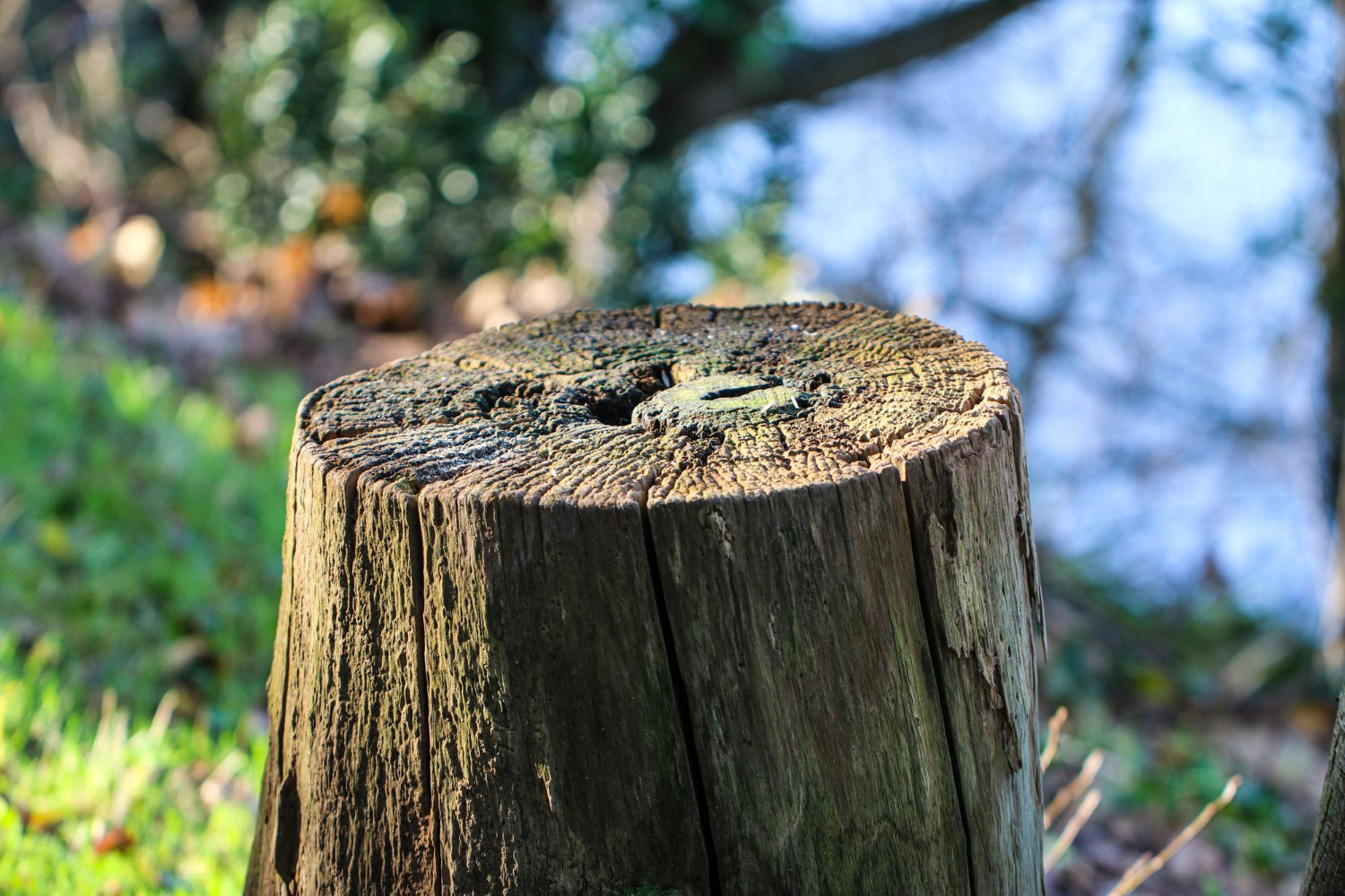 Professional Stump Grinding in Austin: Benefits